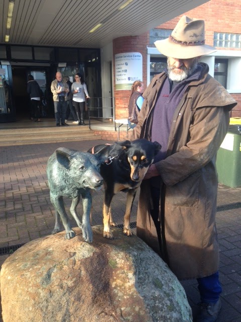 Jembella Farm: Casterton Kelpie Muster