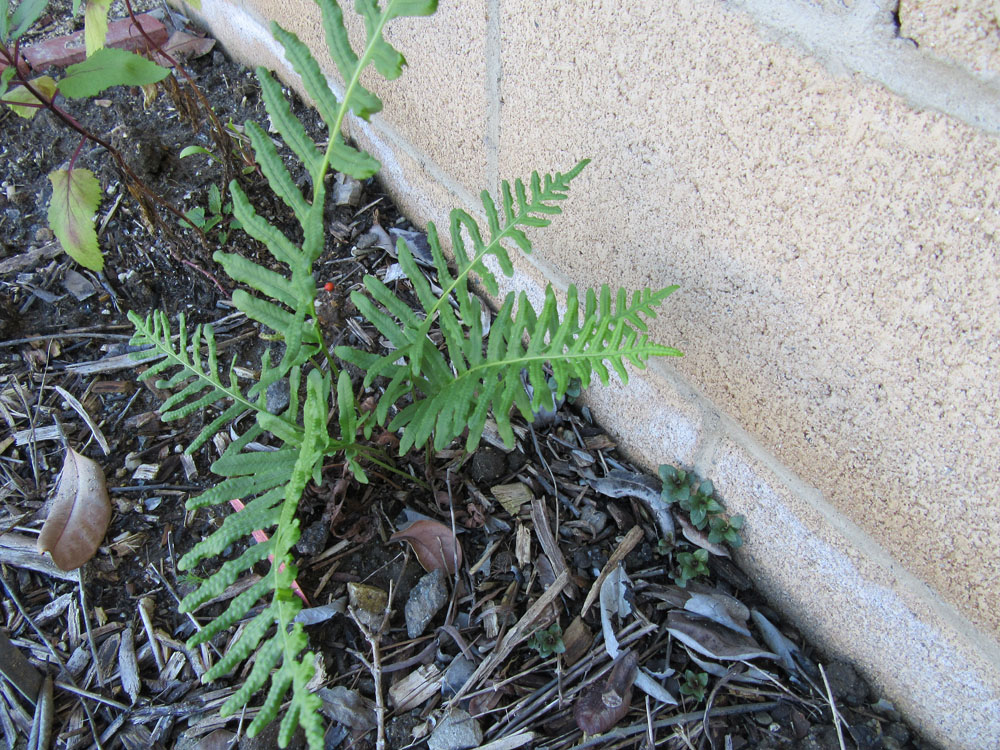 Mother Nature's Backyard - A Water-wise Garden: Plant of the Month ...