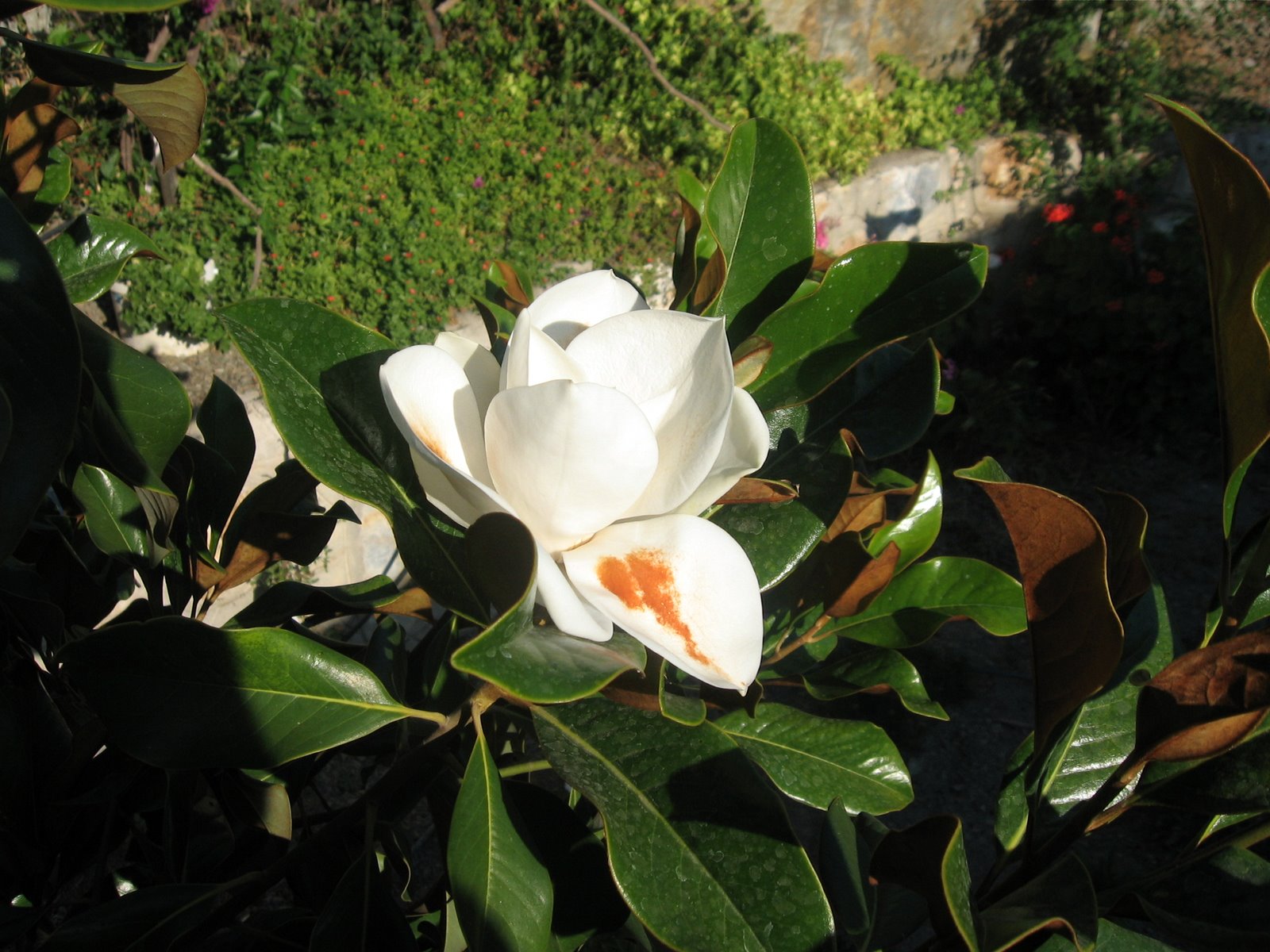 Cittaslow Botanik Park: MANOLYA AĞACIM ÇİÇEK AÇTI