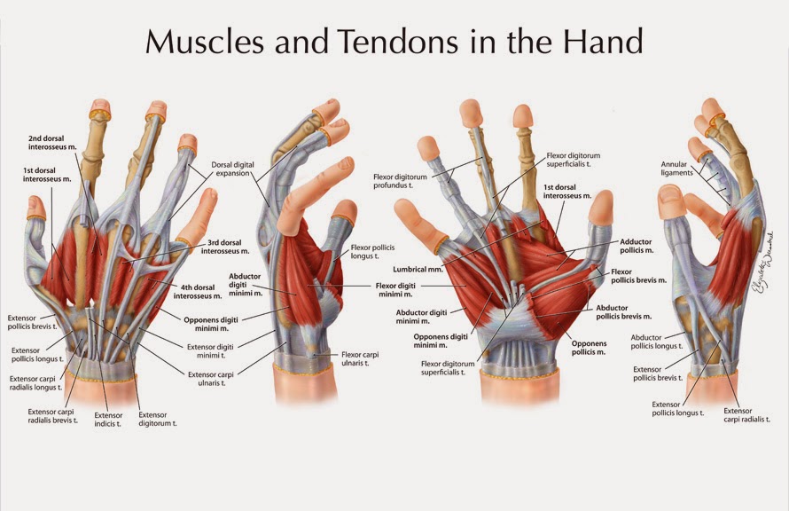 El Anatomisi, El Kasları | Konya Fizik Tedavi Rehberi Konfizik.com