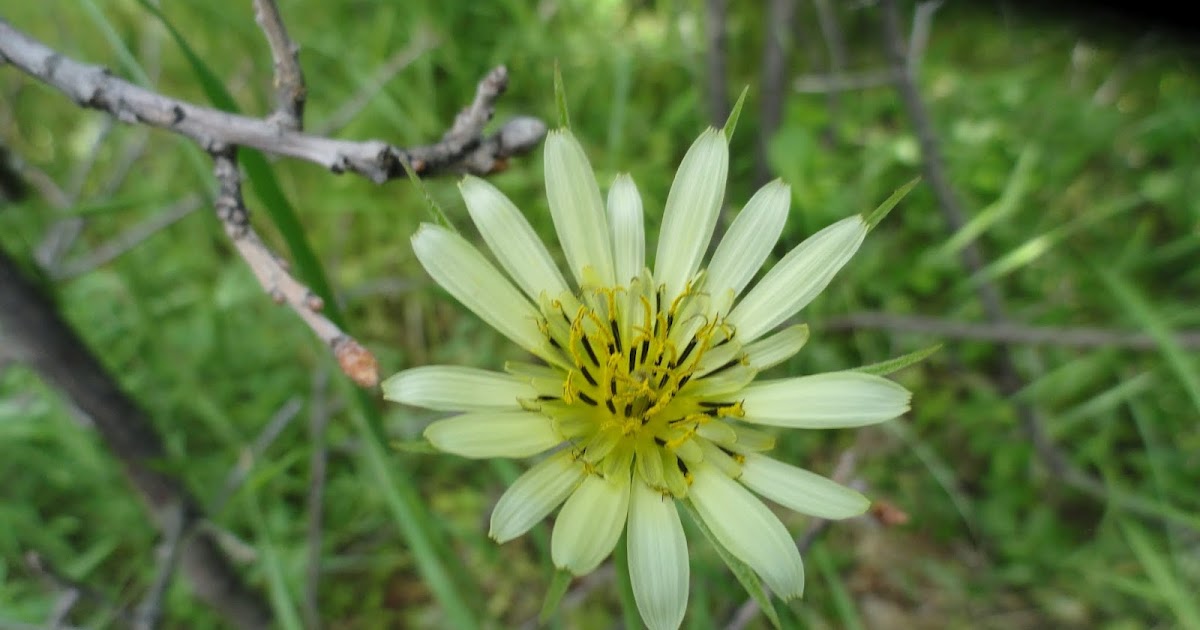 Frumusetile naturii: Barba caprei (Tragopogon dubius)