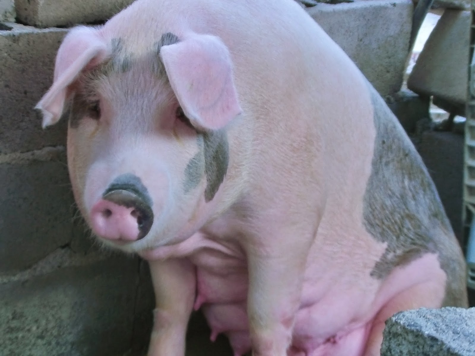 RADIOTERAPIA: PROYECTO SOCIO-PRODUCTIVO DE CRÍA Y VENTA DE COCHINOS EN ...