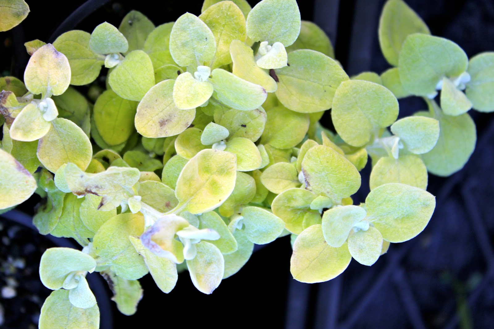 Florez Nursery: Helichrysum petiolare 'Limelight'