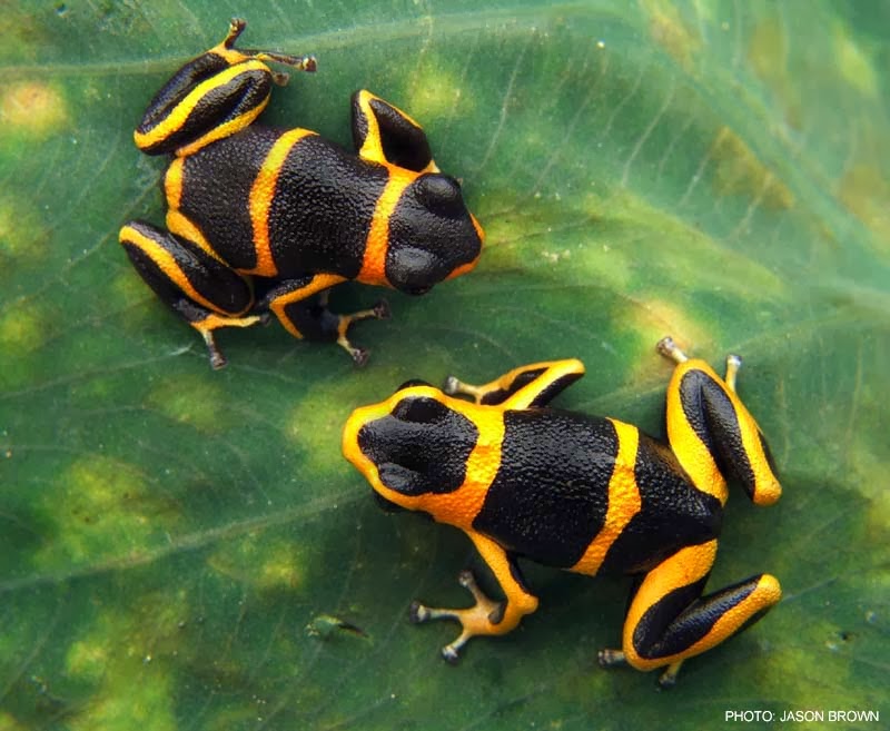 PENGERTIAN MIMIKRI DAN PERBEDAAN MIMIKRI DENGAN KAMUFLASE