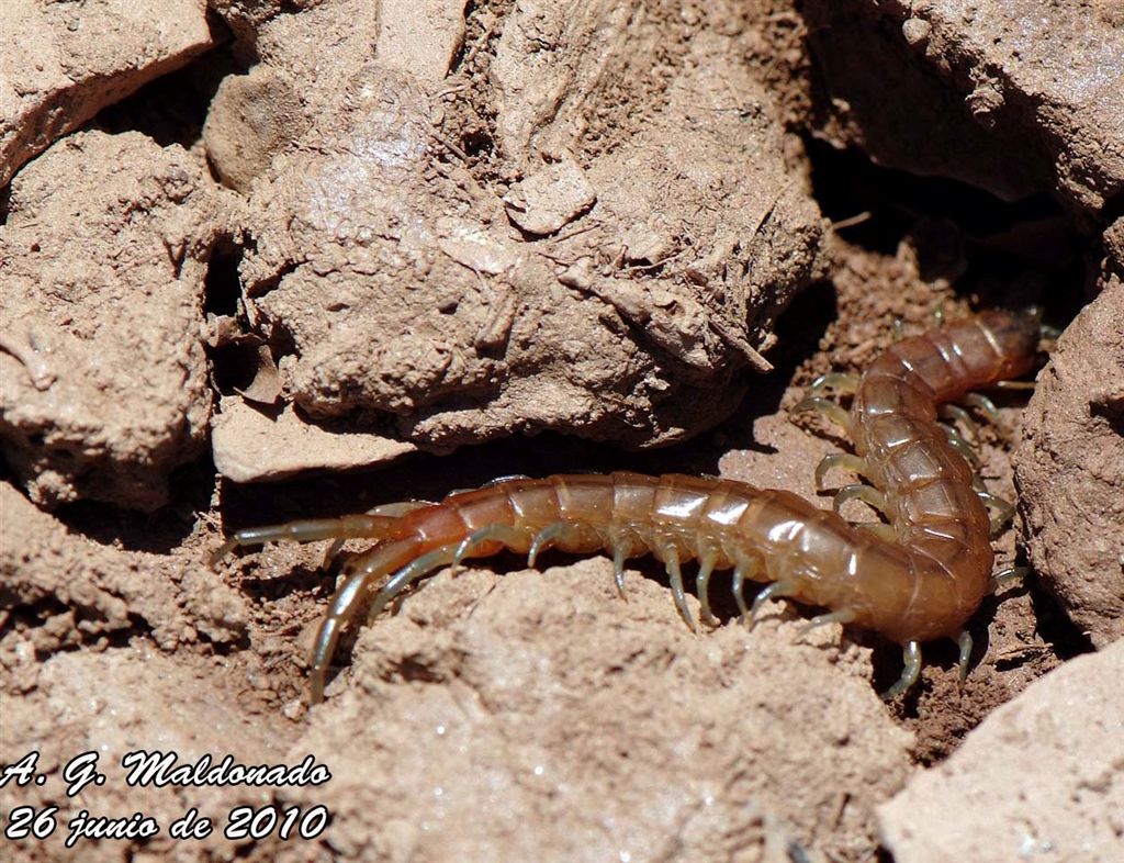 Biodiversidad Costa Granadina y ... (Fauna): Escolopendra
