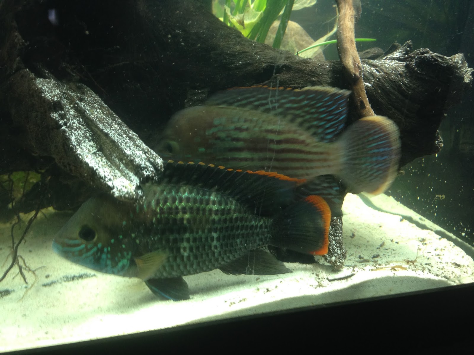 Two Green Fish: 2016