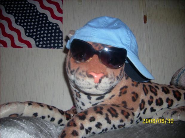 Zoo Animals: Funny Cheetah Photos