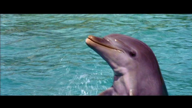 Shameless Pile of Stuff: Movie Review: Flipper (1996)