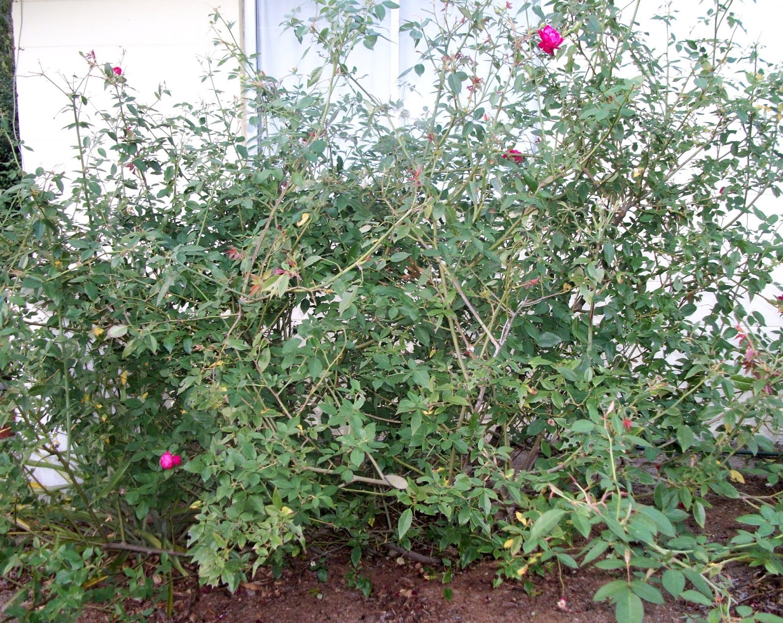 ZafuChi: Louis Philippe Roses