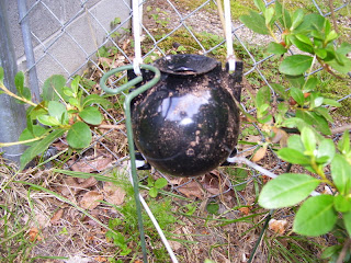 Backyard Pond: Clam Shell Air Propagator