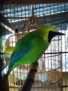 BIRDHOMES: MERBAH DAUN BESAR