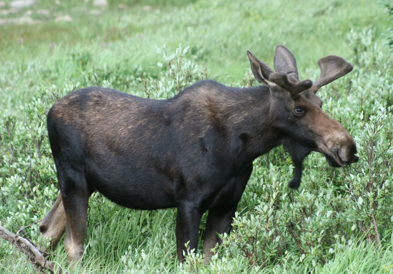 Stephen Bodio's Querencia: Prairie Moose