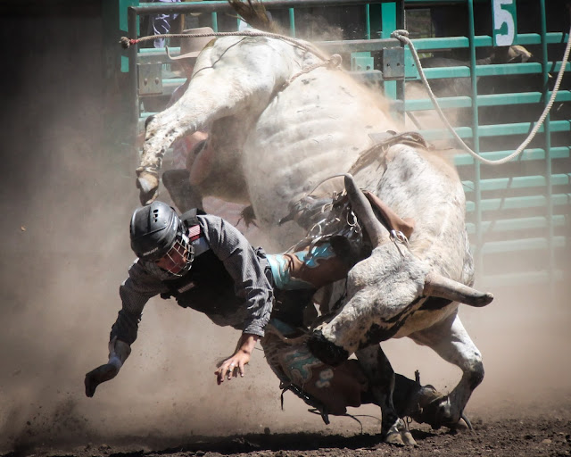 The Bees’ RV: Do You Not Write Any More?