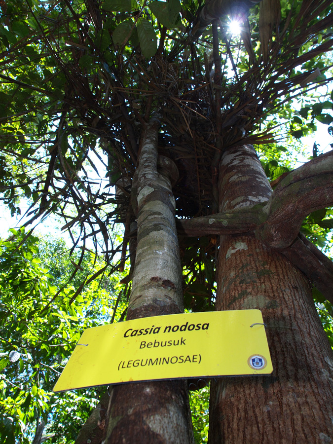 UUM Forest Treasure 1