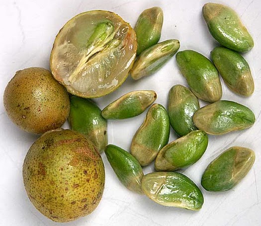 The Earth of India: All About Wampi