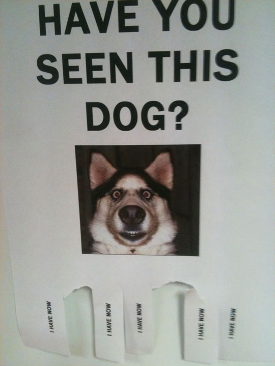 Paw Print City Times: Dog Signs