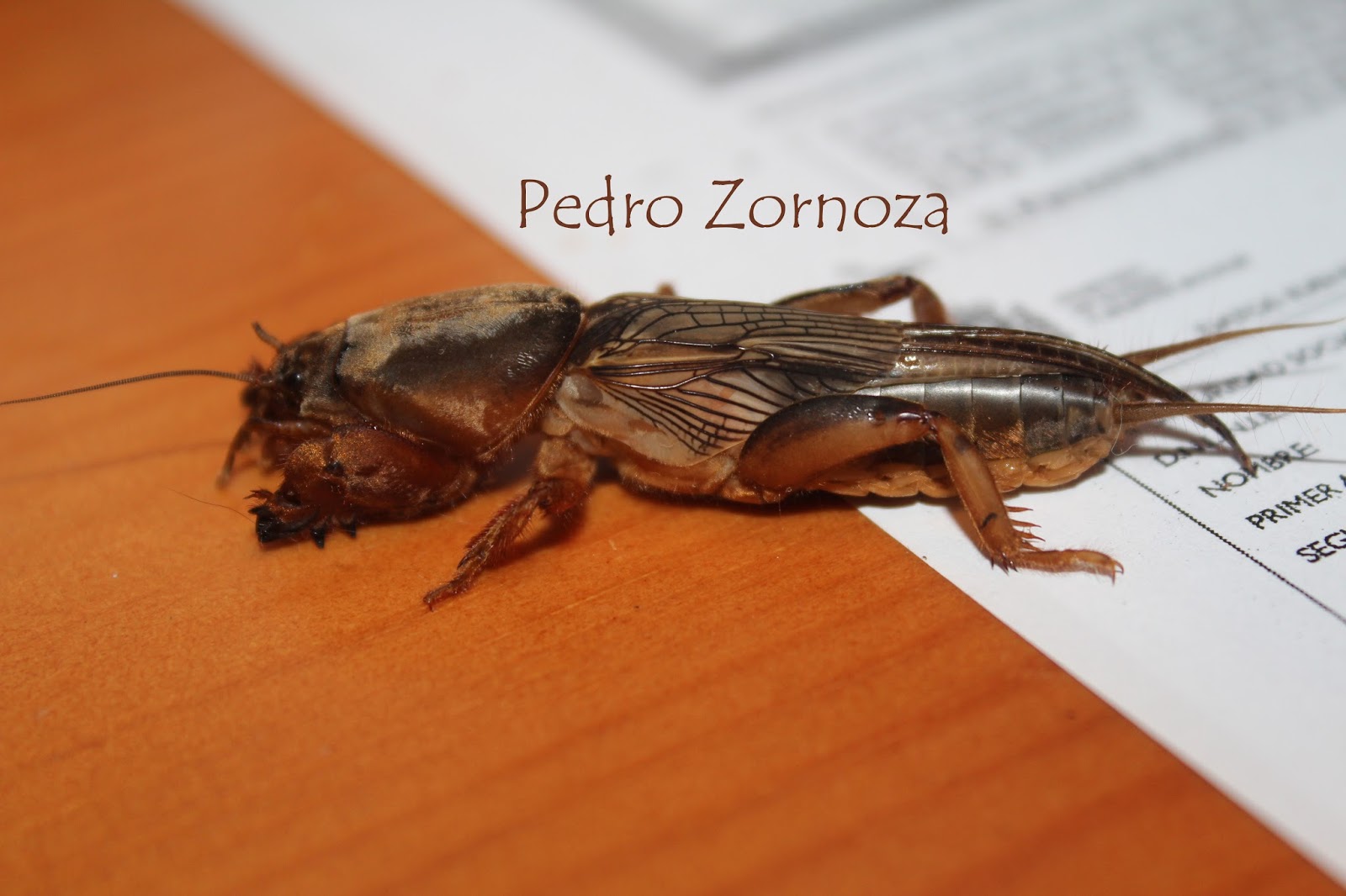 Grillo topo, Alaclán Cebollero o Perrito de Dios. (Gryllotalpa gryllotalpa)