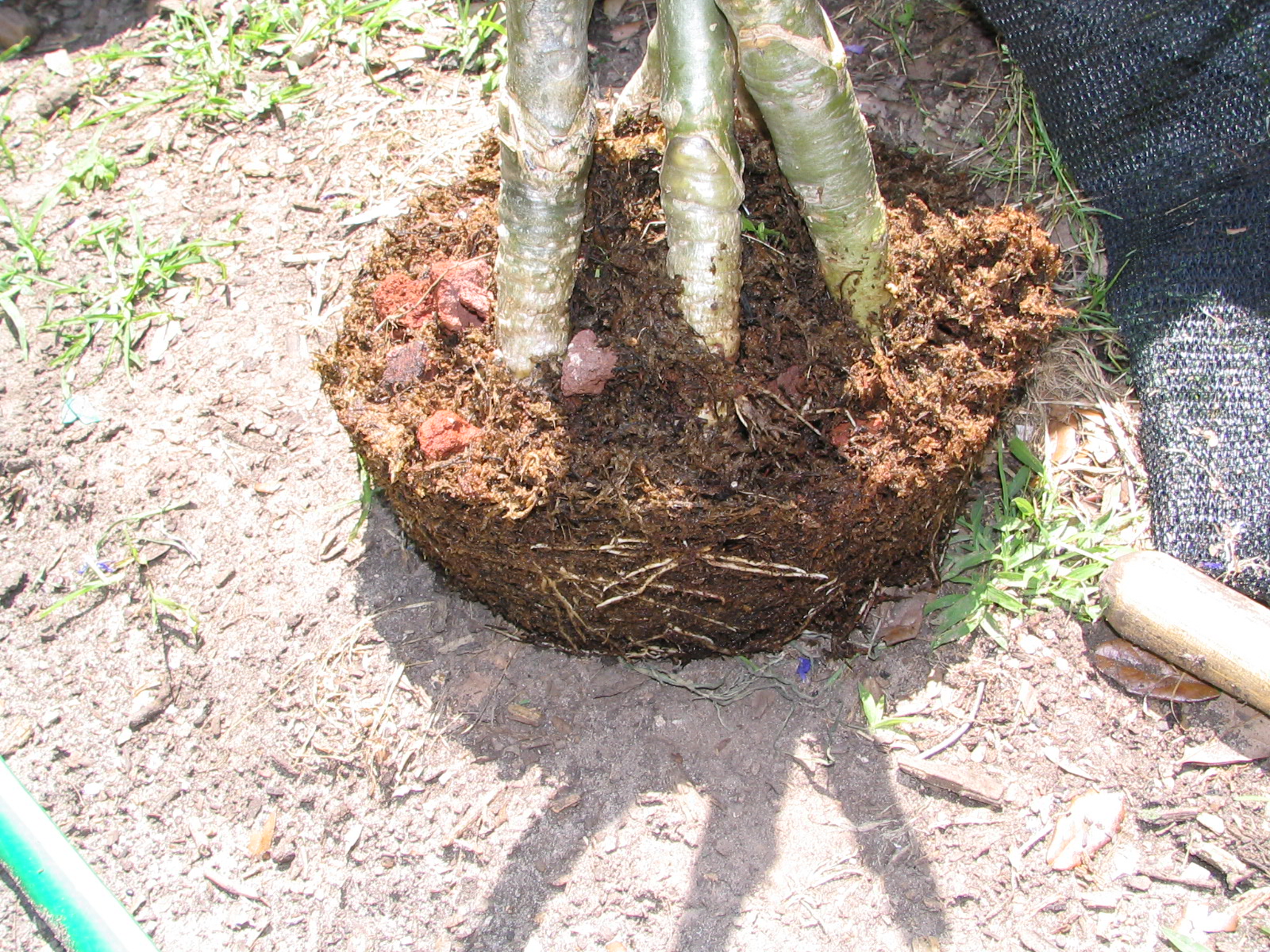 Plumeria Care and Propagation: Rooting with the Texas Two-Step