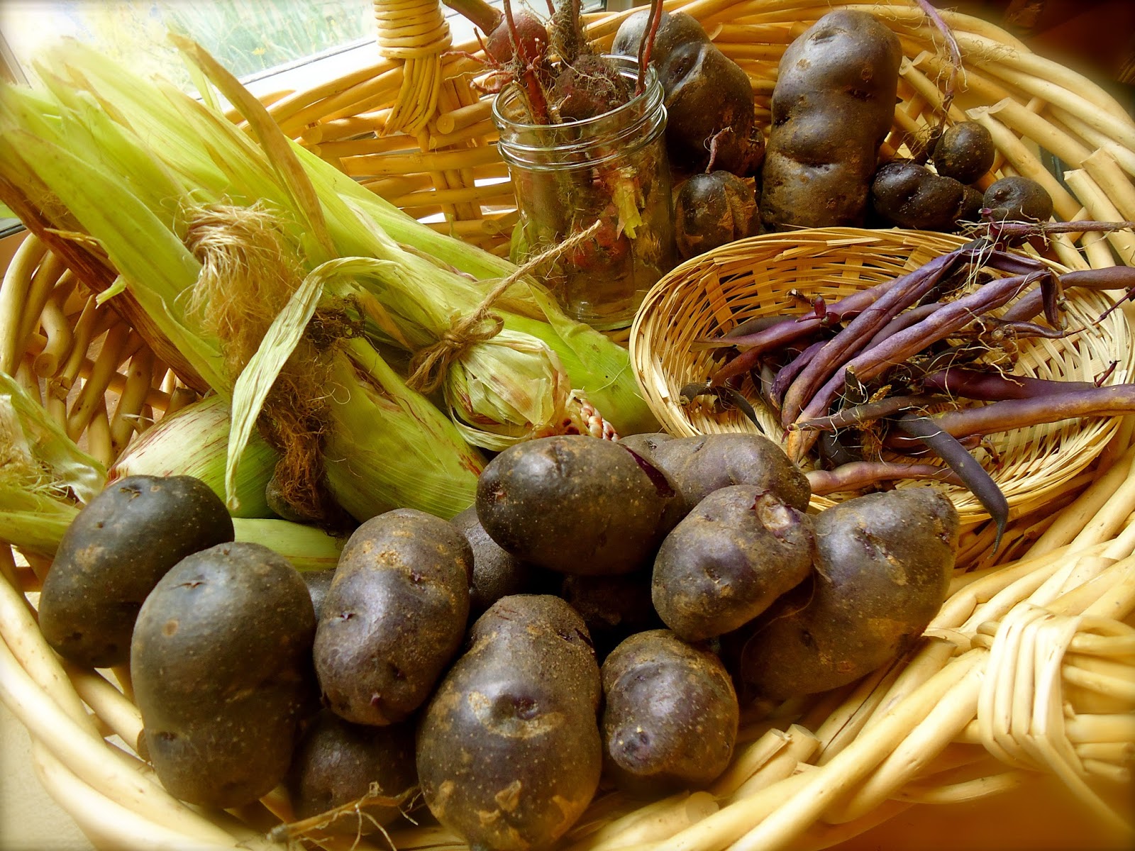 Natural Explorers: We're Stuck in a Purple Stew...
