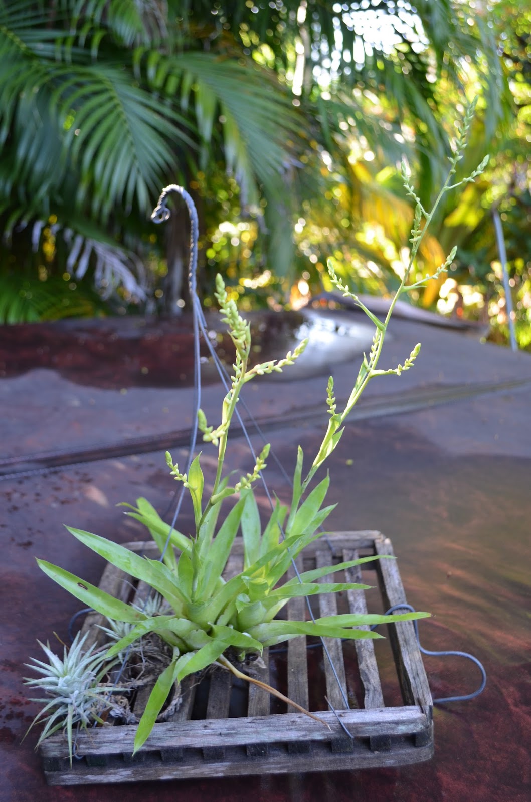 Succulent Bromeliads and others : Catopsis in flower