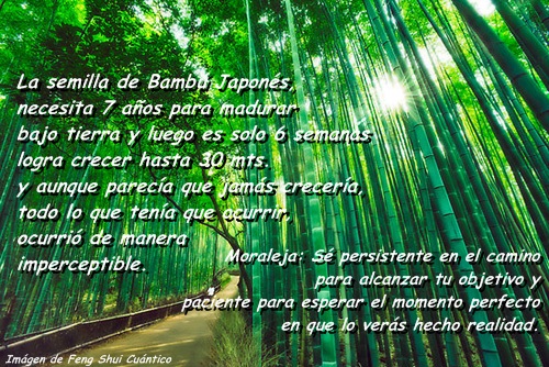 FengShuiCuántico: El Bambú Japonés