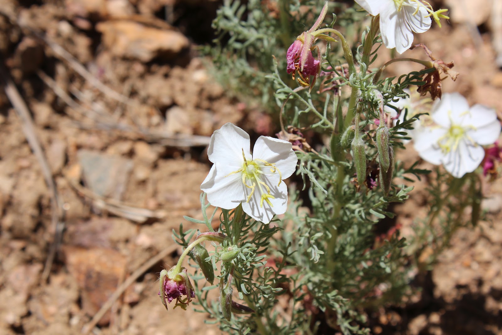 Jefferson County Colorado Wildflowers