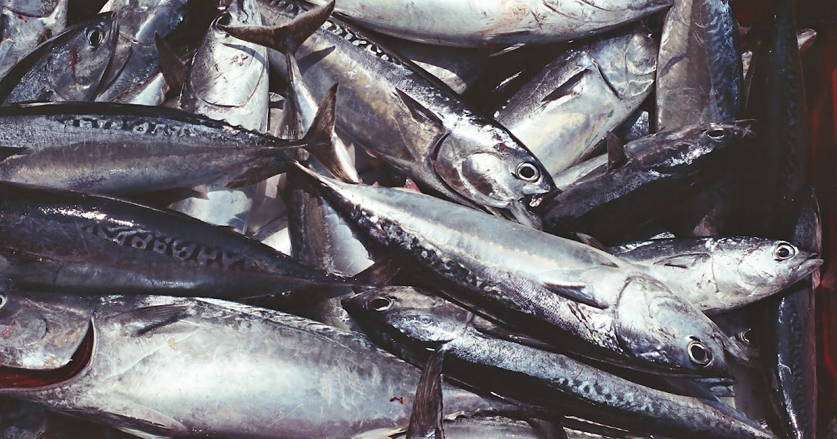 The Aquaculturists: 16/05/2016: Mislabelled fish: MEPs call for strong ...