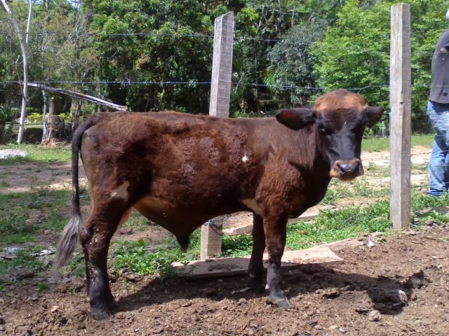 SÍTIO MORADA DAS AVES: Mini Touro Peruca e Mini Vaca Isabela