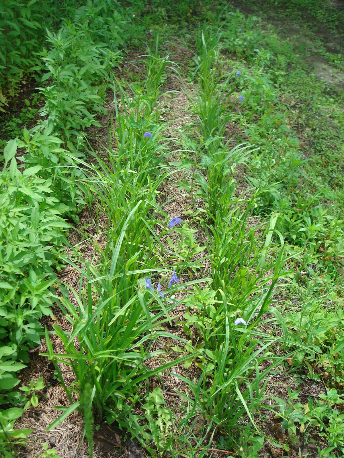 Improved Ecosystems Spiderwort