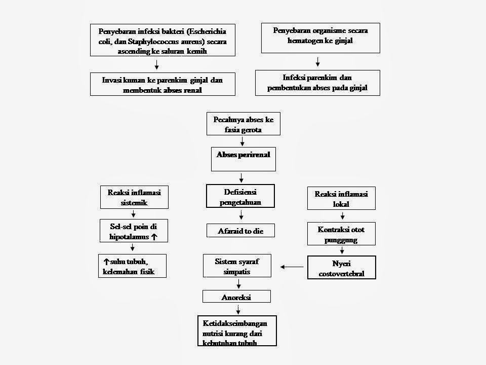 GRAND LINE...Dunia penuh kerja keras: PATHWAY ABSES RENAL