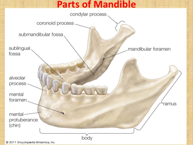 해부 골학 아래턱 하악 Mandible ~ Healthy Happy
