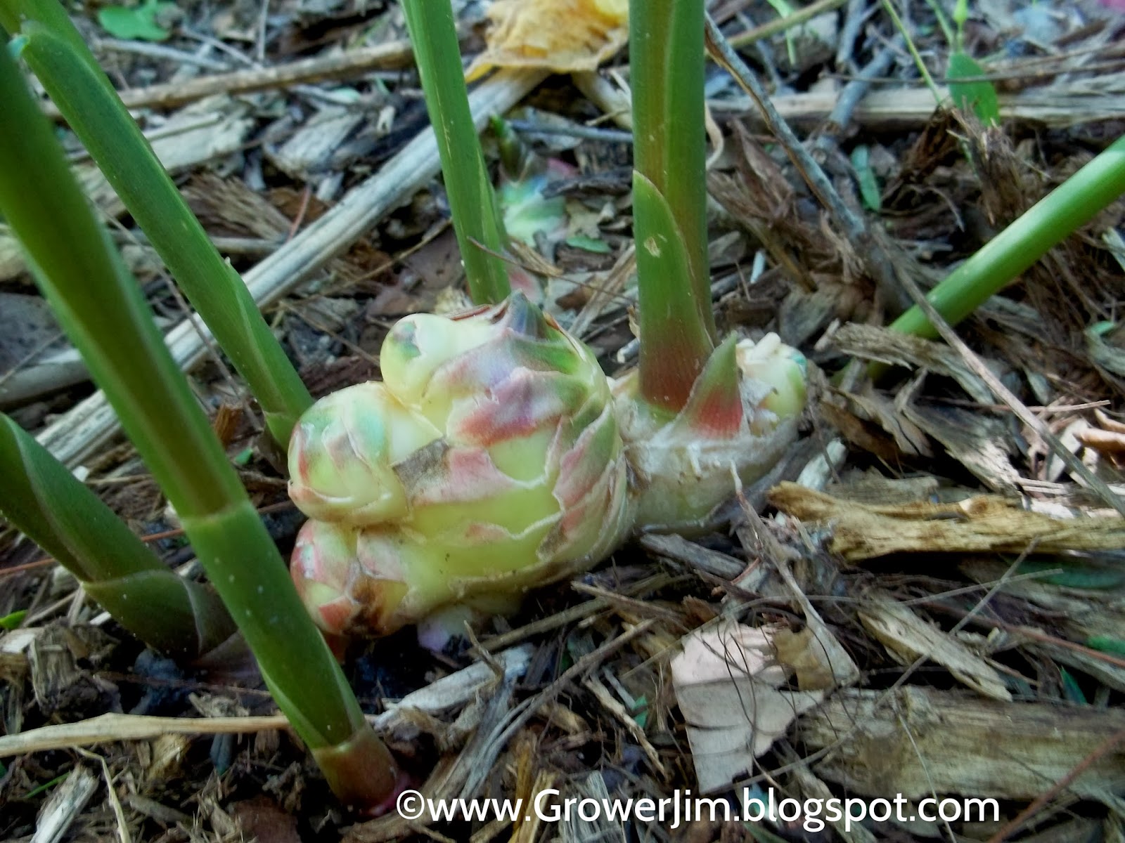 Garden Adventures: Ginger root (Zingiber officinale)