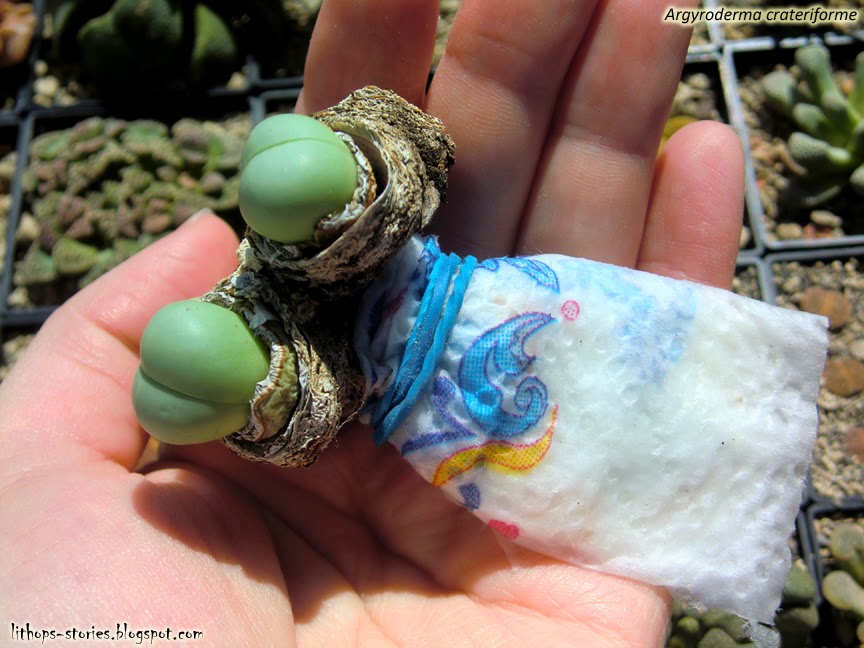 Lithops Stories: This just in: Argyroderma crateriforme (3 pics)