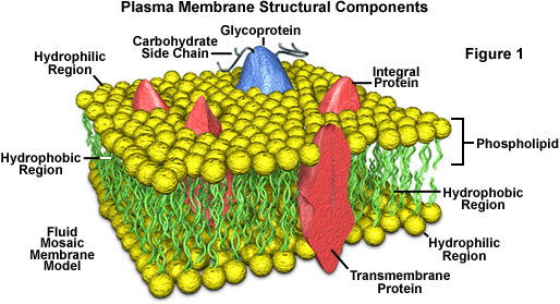 Joe's Science Corner: Plasma Membrane Compartments and Cytokine Signaling