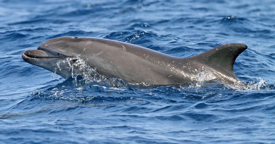 Viajes, Salidas, Naturaleza, (Fotografía).: Delfín Mular (Tursiops ...