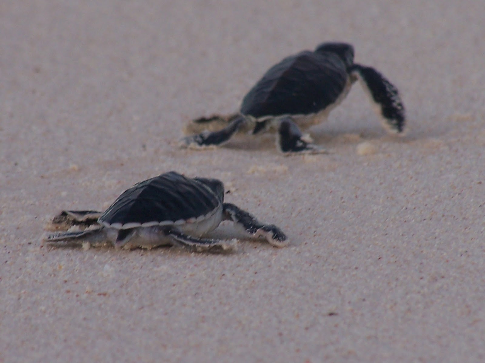 The Baby Turtle | Free National Geographic Pix