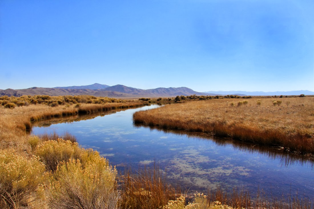The Fly Syndicate: The Ruby Marshes - An Eastern Nevada Gem