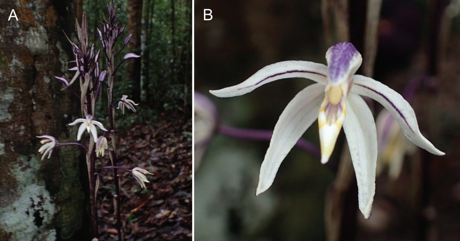 Species New to Science: [Botany • 2018] Aphyllorchis maliauensis ...
