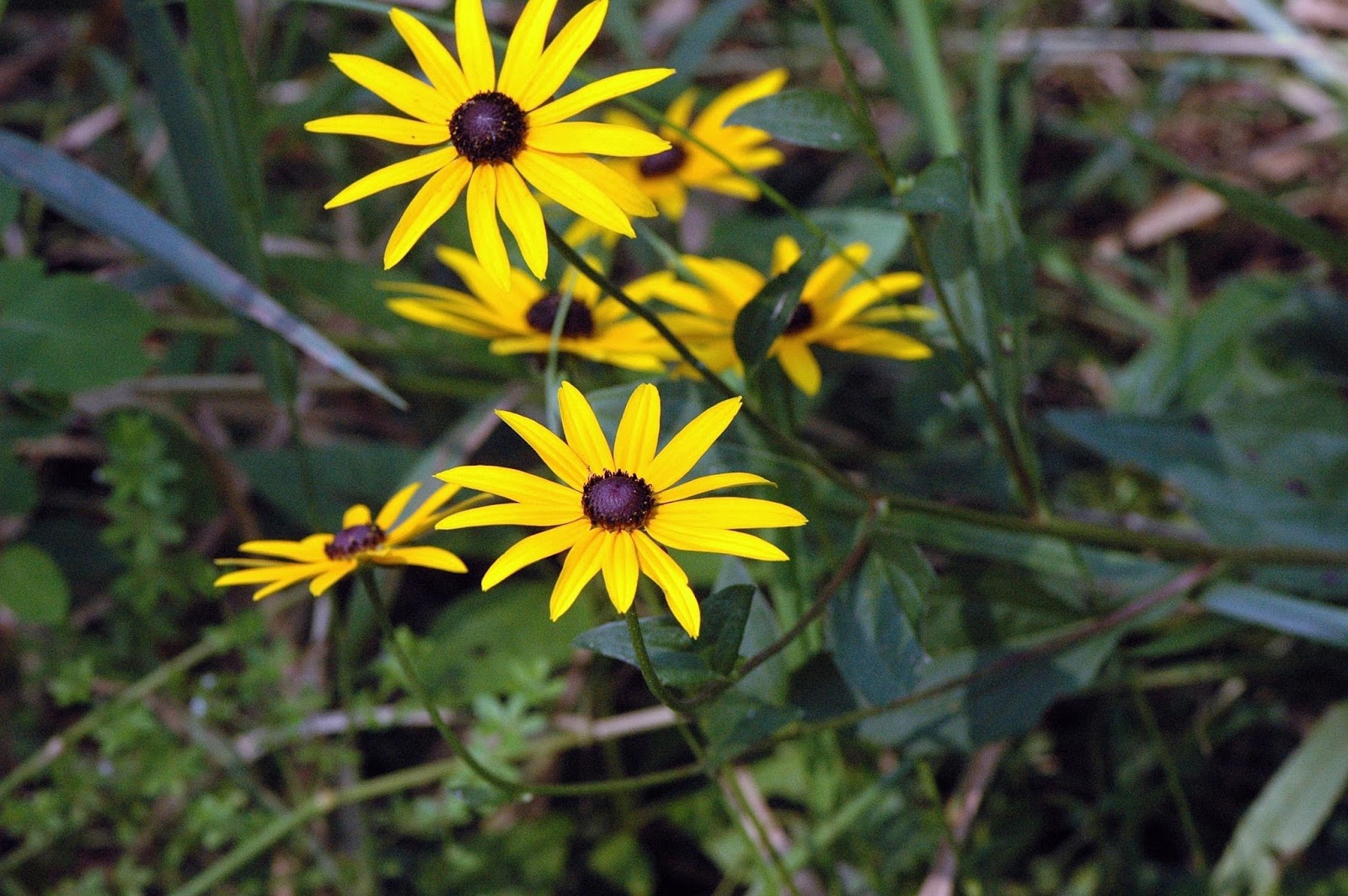 Field Biology in Southeastern Ohio: Sunflowers, Coneflowers, and DYC's ...