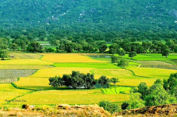 Tuyển Tập 10+ Bài Thơ Ngắn Hay Viết Về Cây Lúa Việt Nam Quê Tôi