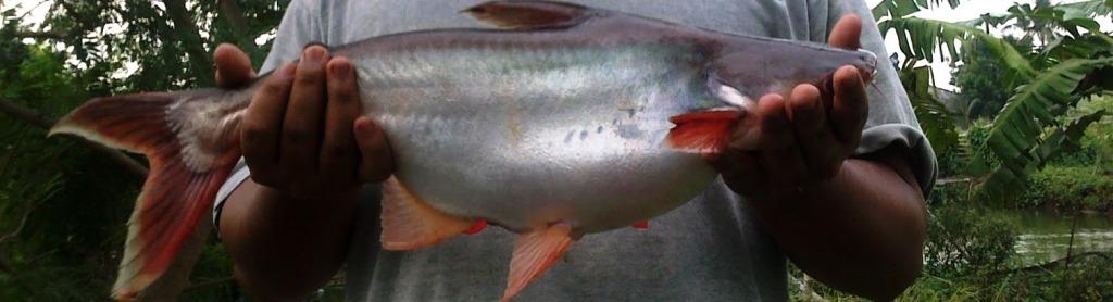 indahnyaindonesia: Umpan Ikan Patin