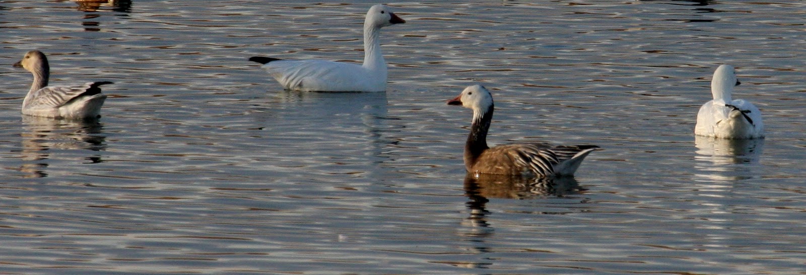 Tuckertown: The Dark Phase Blue Goose-Blue Gray-White Head Snow Goose ...