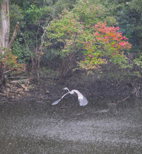 Joe's Retirement Blog: Great Blue Heron, Manomet, Plymouth ... Joe's Retirement Blog: Great Blue Heron, Manomet, Plymouth ...
