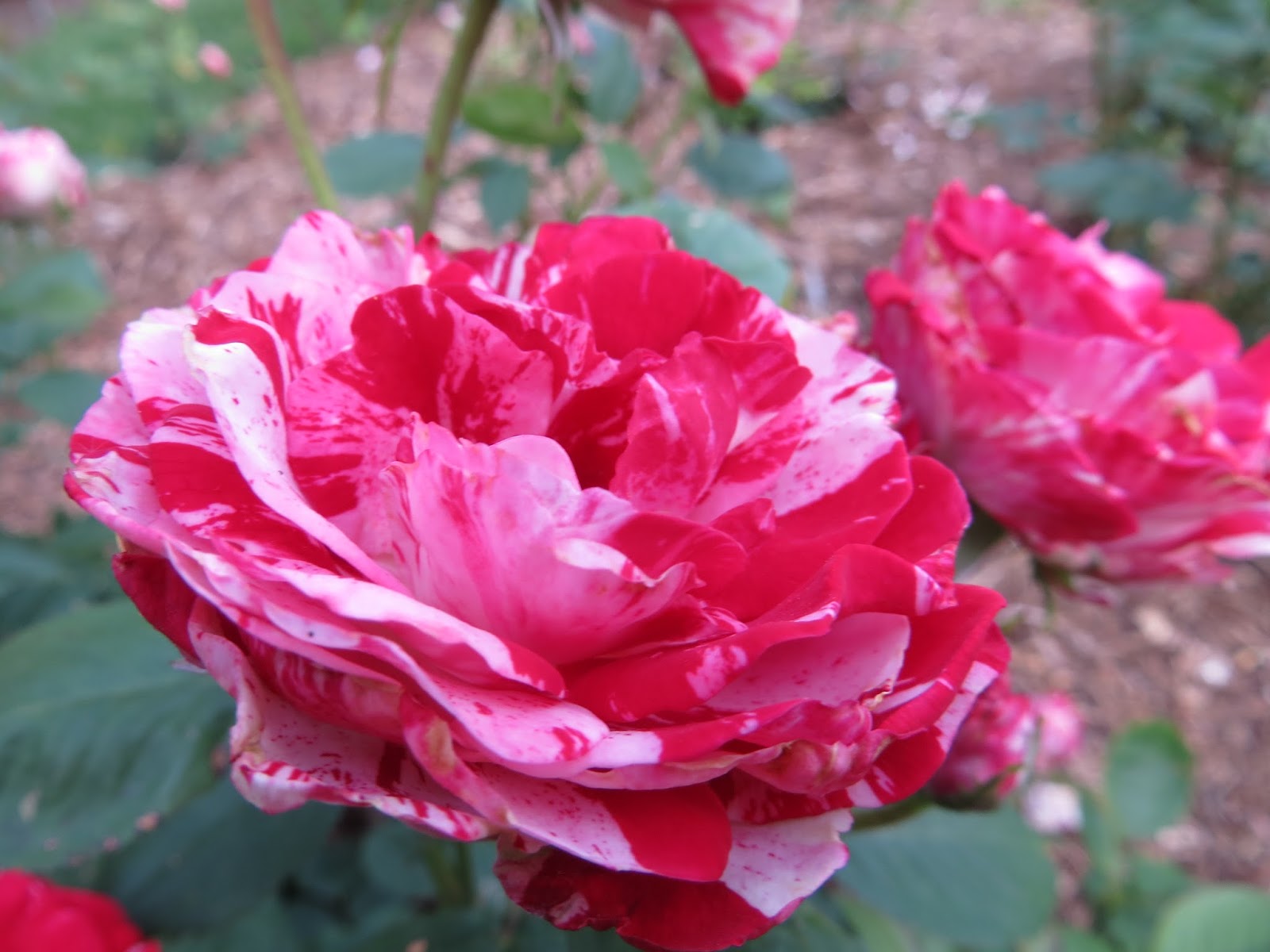 Justine's Halloween: The beautiful colors of summer