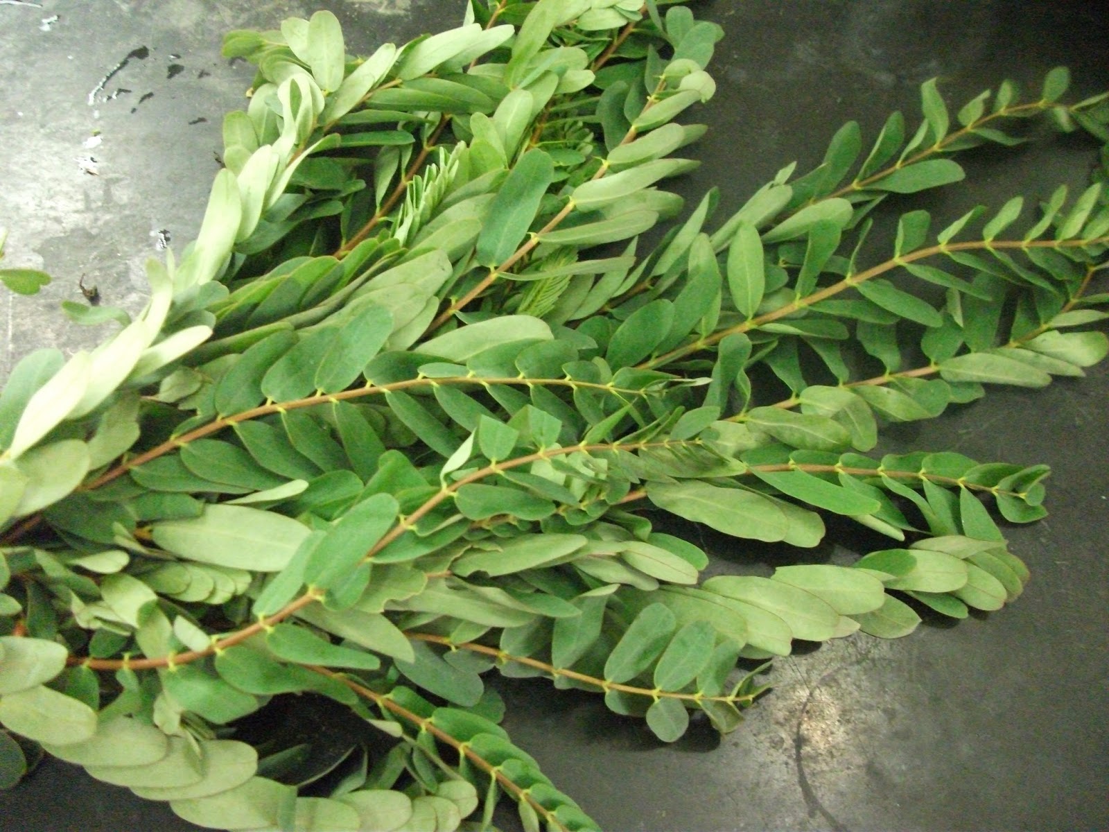 Sangita's Cookbook: Agathi keerai poriyal /Green leaf curry using ...