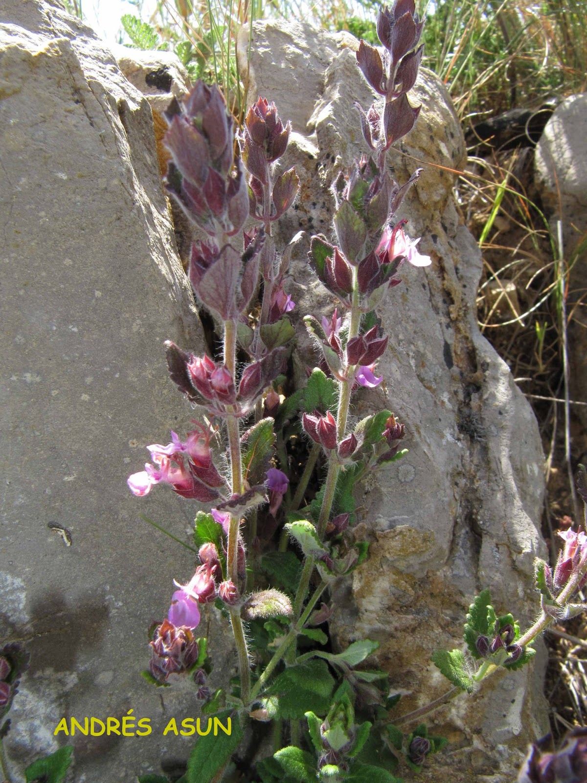 Flores silvestres de la Cordillera Cantábrica: LABIADAS - Labiatae