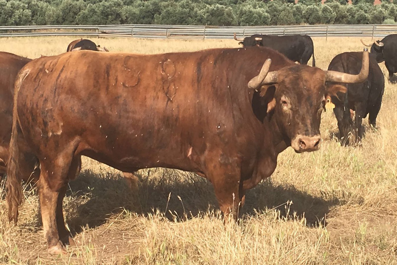 feriataurina.es: LOS TOROS DE MAÑANA EN TARAZONA DE LA MANCHA CON ...