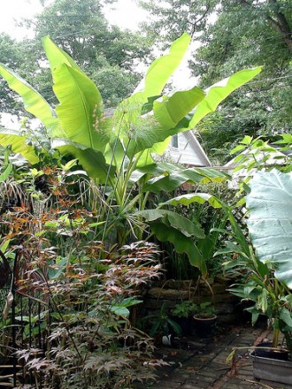 [Banana Species] Musa Basjoo - Japanese Fiber Banana Banana Health ...