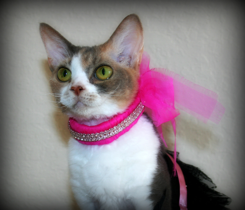 Daisy the Curly Cat: Fancy Hello Kitty!