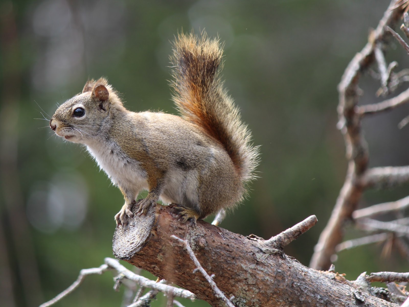 Dispatches from Can of Duck: Moulting Squirrel